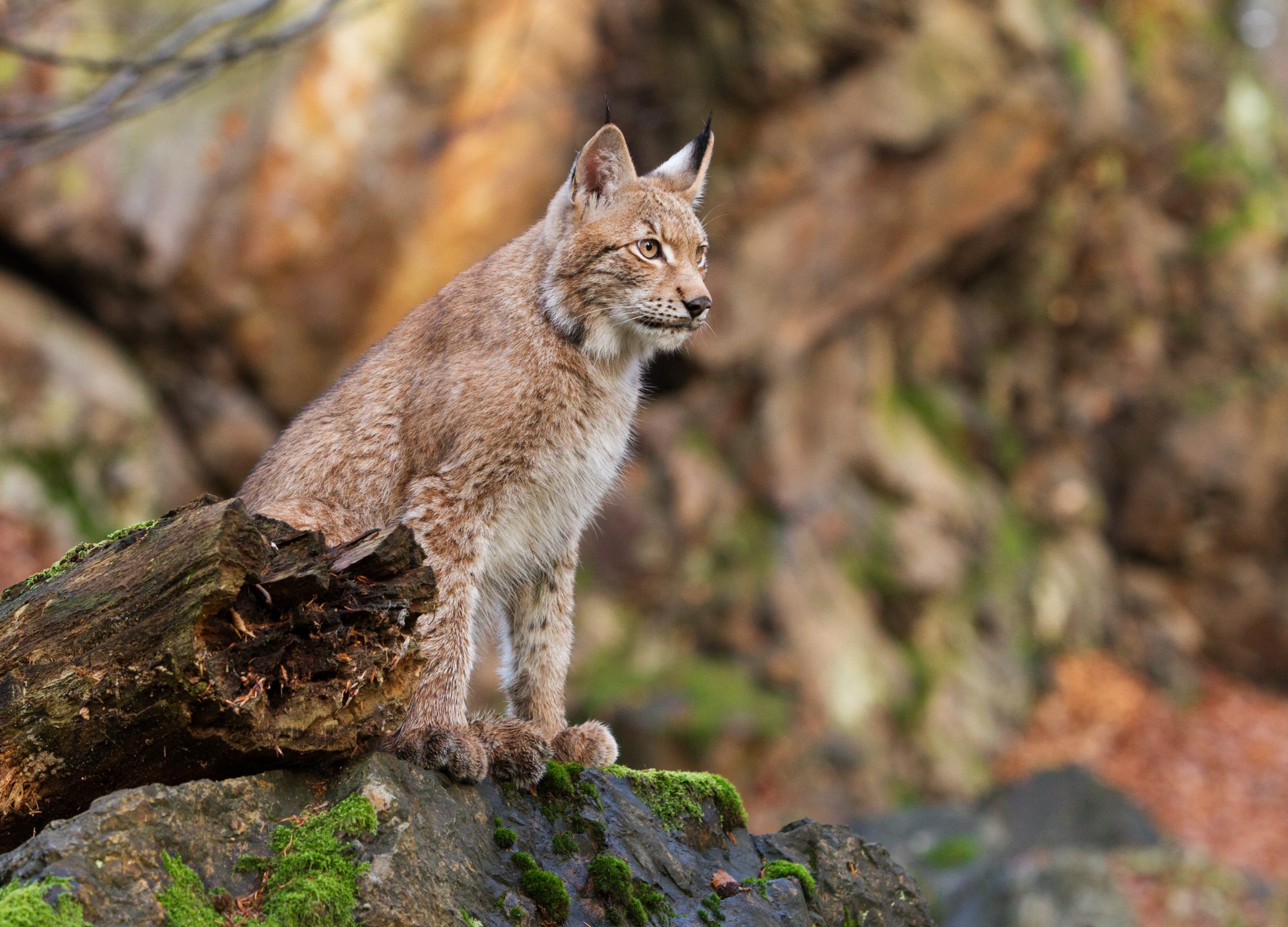 La présence d'un lynx dans la vallée de la Semois - Rachel Sobry