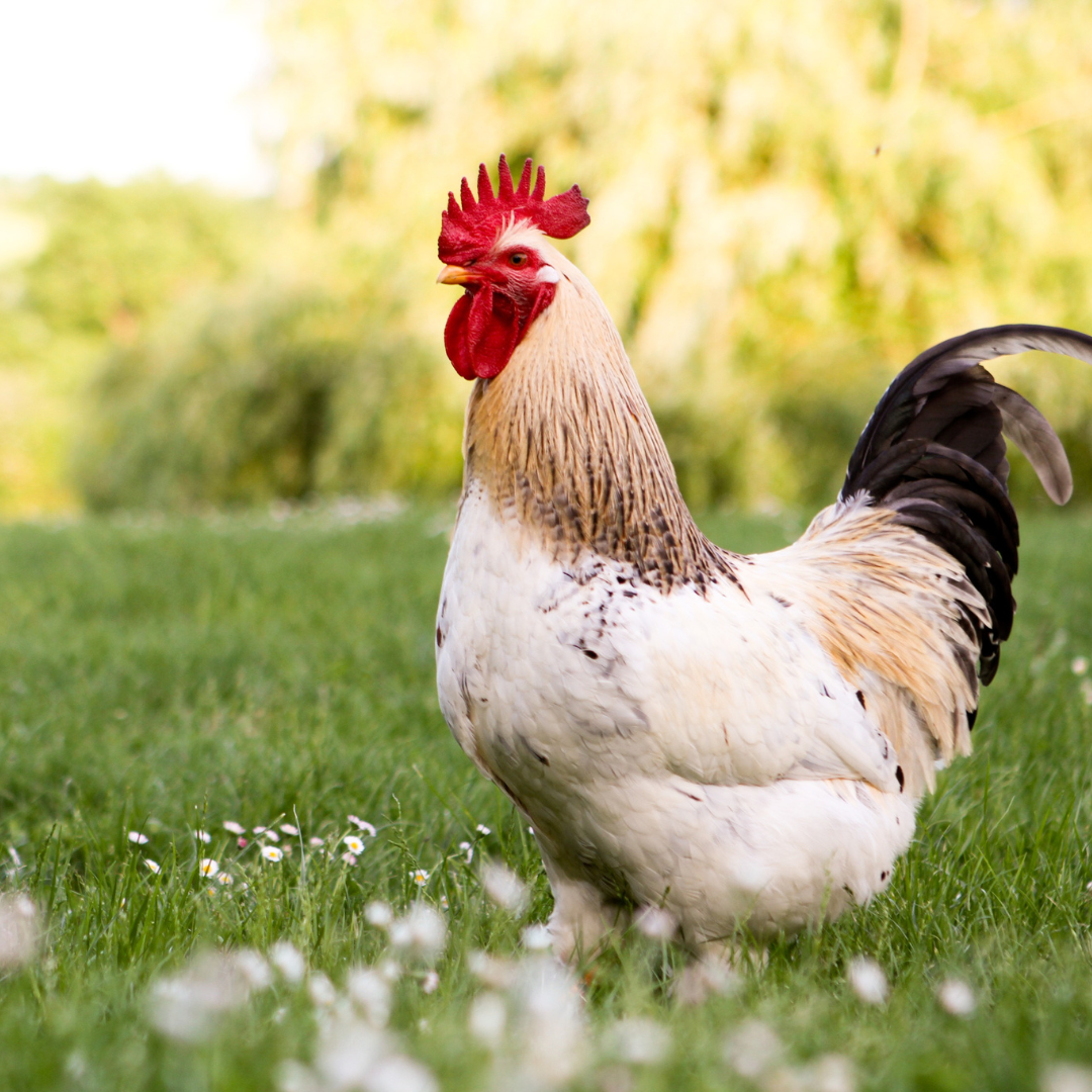 Les sentiments d’appartenance et de fierté d’être Wallons - Rachel Sobry